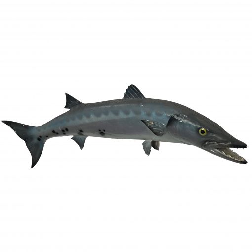 BARRACUDA / TAXIDERMY FISH | Air Designs